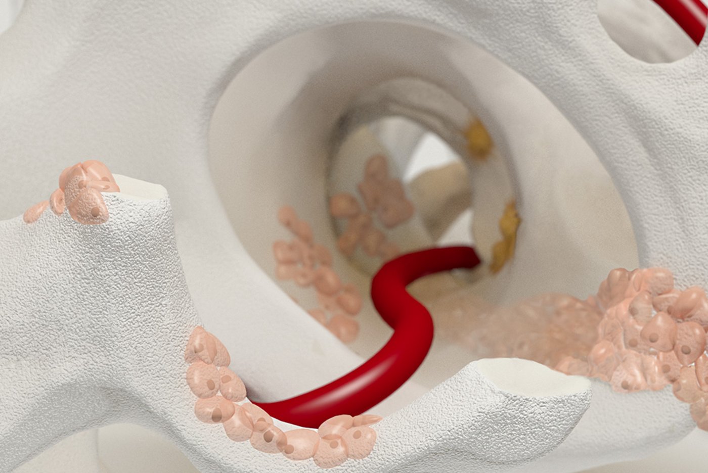 Orthoss - Geistlich Pharma AG