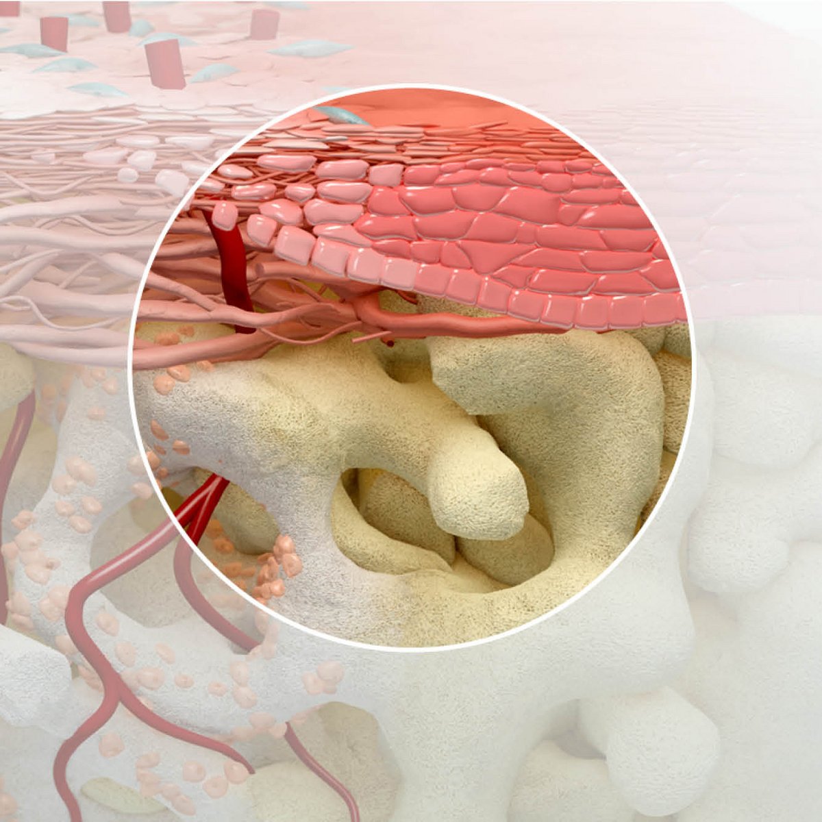 Collagen membrane for bone quality - Geistlich Pharma AG