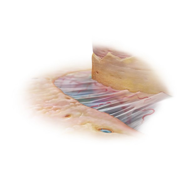 GEM21S - Geistlich Pharma AG