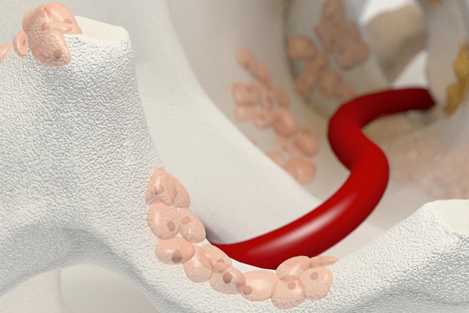 Orthoss - Geistlich Pharma AG