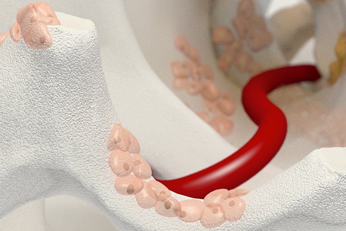 Orthoss - Geistlich Pharma AG