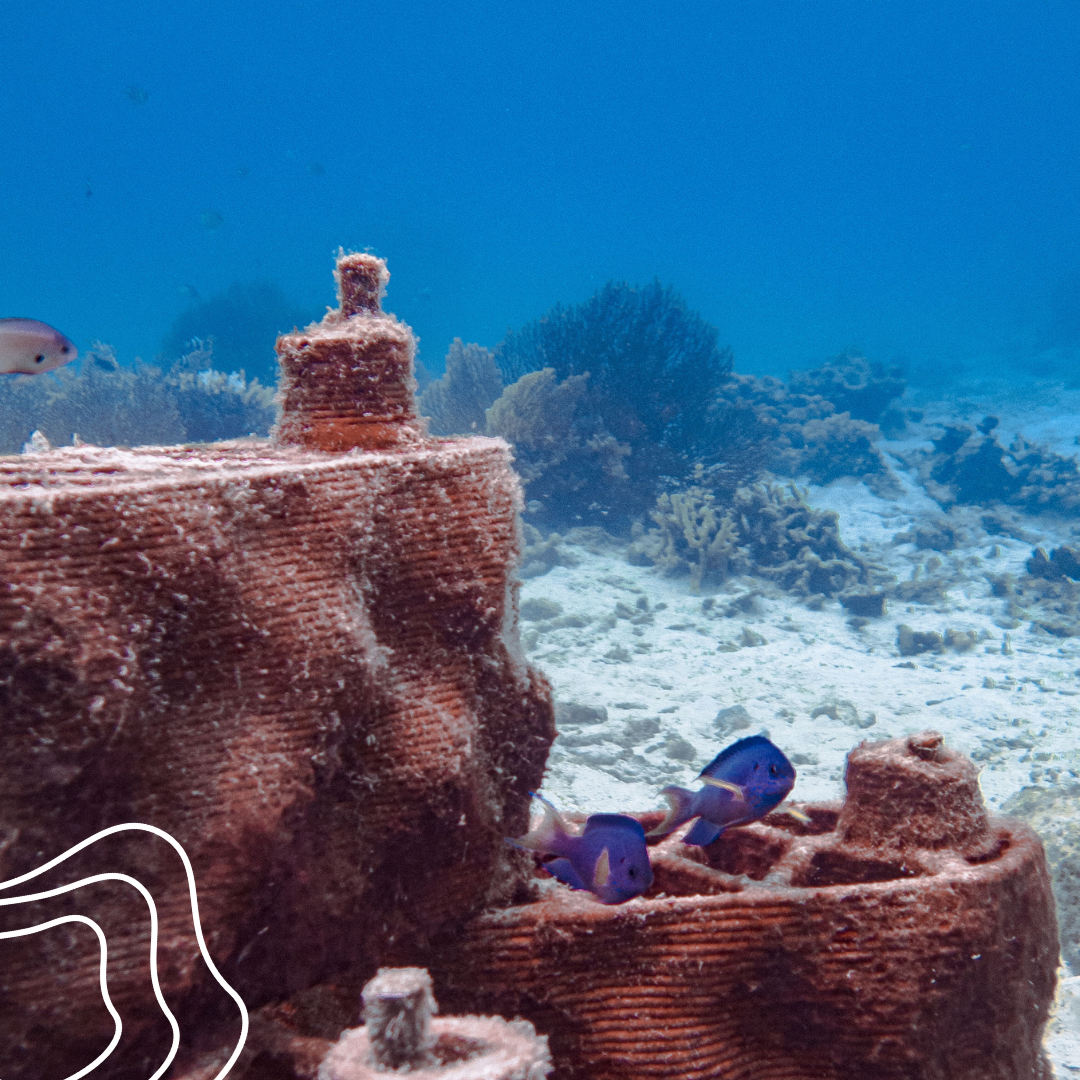 Innovative Riffregeneration: Geistlich Section des Community Reefs in ...